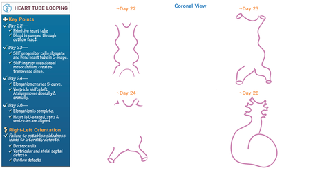Gross Anatomy: Heart Tube Looping | ditki medical & biological sciences