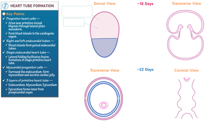 Cardiovascular System: Heart Tube Formation | ditki medical ...