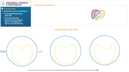 Embryology: Abdominal Foregut & Peritoneum Development - Transverse ...