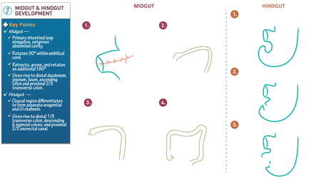 Embryology Fundamentals: Midgut & Hindgut Development | ditki medical ...