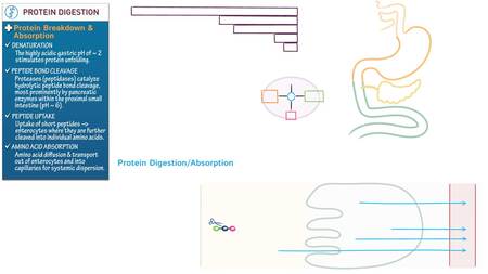 Biochemistry: Protein Digestion & Absorption | ditki medical ...