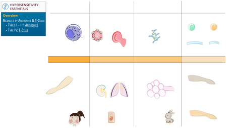 Clinical Pathology: Hypersensitivity Overview | ditki medical ...