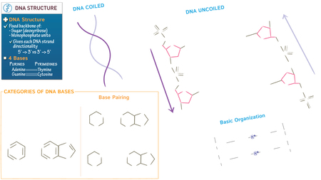 Biochemistry Fundamentals: DNA Structure & Base Pairing | ditki medical & biological sciences