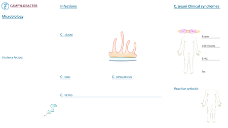 Immunology / Microbiology: Campylobacter | ditki medical & biological ...