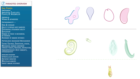 Clinical Medicine: Parasite Overview | ditki medical & biological sciences