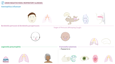 Respiratory System: Respiratory Illnesses - Gram-Negative Rods | ditki ...
