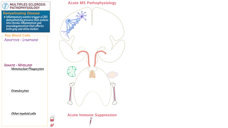 Clinical Pharmacology: Multiple Sclerosis, Part 1: Pathophysiology ...