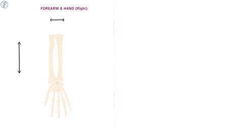 Gross Anatomy: Forearm & Hand Bones | ditki medical & biological sciences
