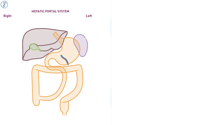 BMS Anatomy: Hepatic Portal System - Introduction | ditki medical ...