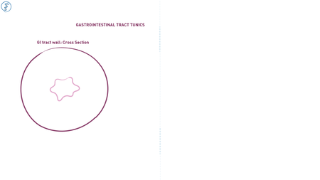 Gross Anatomy: GI Tunics Intro | ditki medical & biological sciences