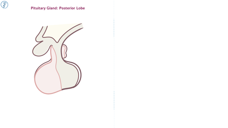 Anatomy & Physiology: Posterior Pituitary Lobe Anatomy | ditki medical ...