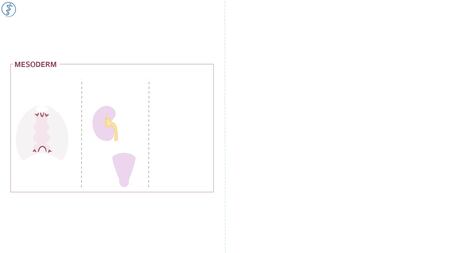 Embryology: Mesoderm Derivatives | ditki medical & biological sciences