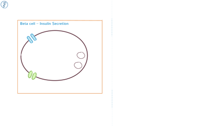 Biochemistry: Insulin Secretion | ditki medical & biological sciences
