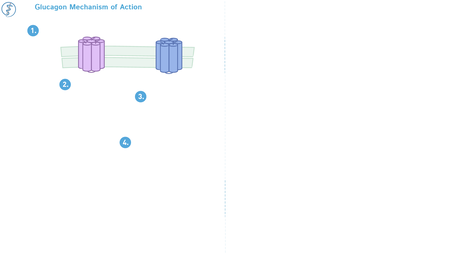 Biochemistry: Glucagon Mechanism of Action | ditki medical & biological ...