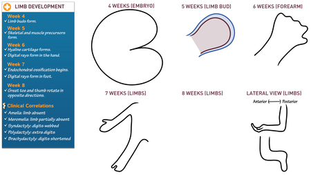 Gross Anatomy: Limb Development | ditki medical & biological sciences