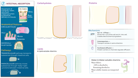 Physiology: Intestinal Absorption | ditki medical & biological sciences