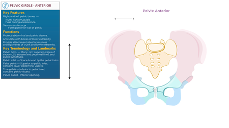 Gross Anatomy: Pelvis - Anterior View | ditki medical & biological sciences