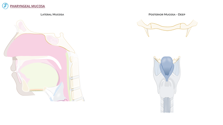 Gross Anatomy: Pharyngeal Mucosa | ditki medical & biological sciences