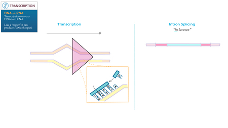 Anatomy & Physiology for Nursing: Transcription Diagram | ditki medical ...