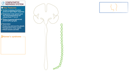 Gross Anatomy: Sympathetic Nervous System, Part 1 | ditki medical ...
