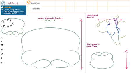 Neuroanatomy: The Medulla | ditki medical & biological sciences