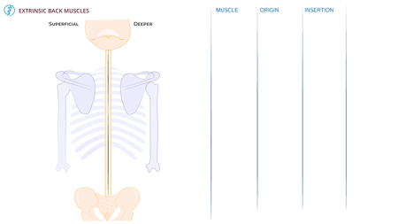 Advanced Anatomy & Physiology: Extrinsic Back Muscles (Superficial ...