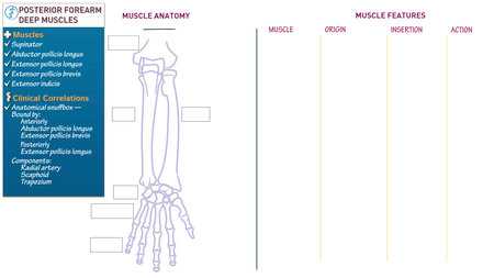 Gross Anatomy: Deep Layer of Posterior Forearm | ditki medical ...