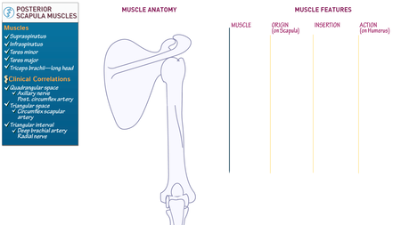 Gross Anatomy: Posterior Arm | ditki medical & biological sciences