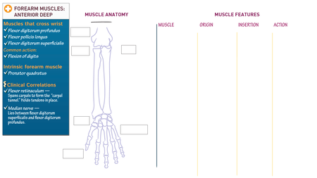 Gross Anatomy: Deep Layer of Anterior Forearm | ditki medical ...
