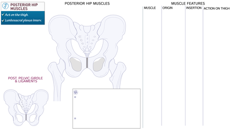 Gross Anatomy: Posterior Hip Muscles | ditki medical & biological sciences