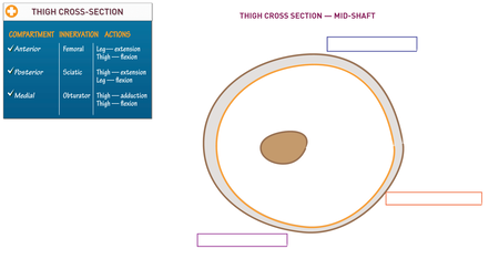 Gross Anatomy: Cross Section of the Thigh | ditki medical & biological ...