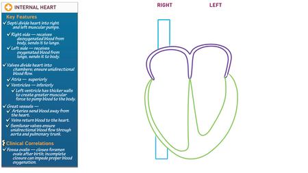 Cardiovascular System: Internal Features of the Heart | ditki medical ...