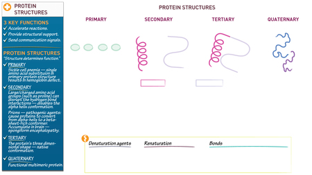 Cell Biology: Protein Structure Overview | ditki medical & biological sciences