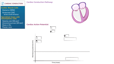 Gross Anatomy: Cardiac Conduction | ditki medical & biological sciences