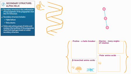 Biochemistry: Secondary Structure 1: The Alpha Helix | ditki medical ...