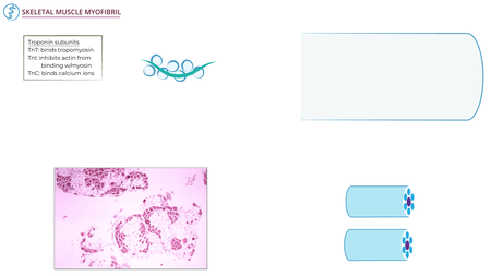 Histology Fundamentals: Skeletal Muscle Myofibrils | ditki medical ...