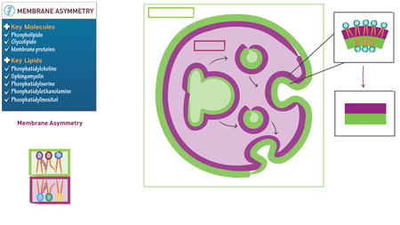 Cell Biology: Membrane Asymmetry | ditki medical & biological sciences