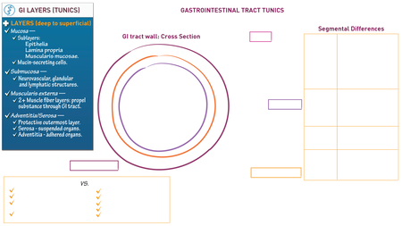 Gastrointestinal System: GI Tunics | ditki medical & biological sciences