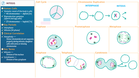 Genetics: Mitosis Overview | ditki medical & biological sciences