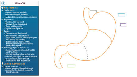 Gross Anatomy: Stomach | ditki medical & biological sciences
