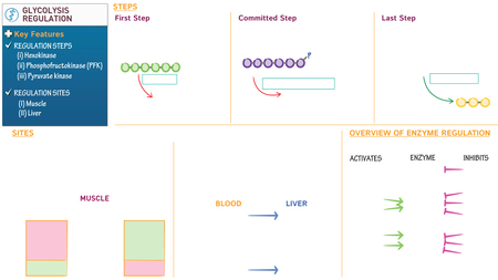 Biochemistry: Regulation of Glycolysis Overview | ditki medical ...
