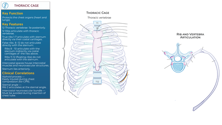 Gross Anatomy: Thoracic Cage | ditki medical & biological sciences