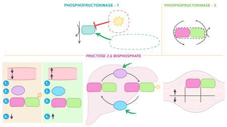 Biochemistry: Phosphofructokinase | ditki medical & biological sciences