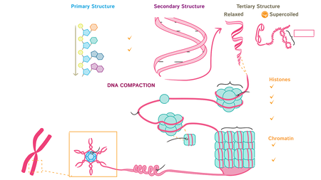 USMLE / COMLEX - Step 1: DNA Compaction | ditki medical & biological ...