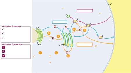 MCAT Biology & Biochemistry: Vesicular Transport Overview | ditki ...