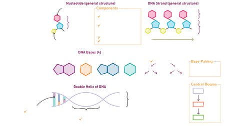 Biochemistry Fundamentals: DNA Structure Overview | ditki medical ...