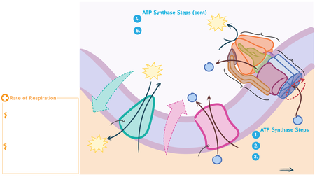 Cell Biology: Chemiosmosis | ditki medical & biological sciences