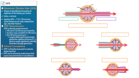 Anatomy & Physiology Fundamentals: GFR determinants | ditki medical ...