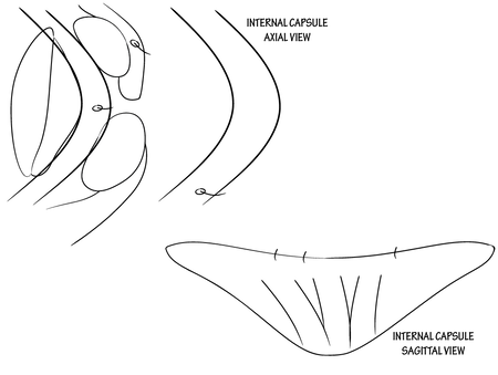 Neuroscience Fundamentals: Internal Capsule (Archive) | ditki medical ...