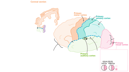 Neuroanatomy: Cerebrum: Lateral View | ditki medical & biological sciences